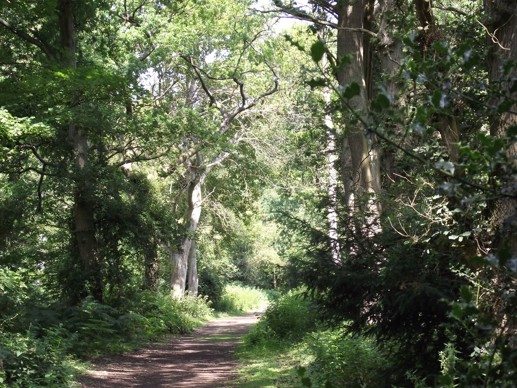The Esher Commons - Fairmile Common - Woodland Trust