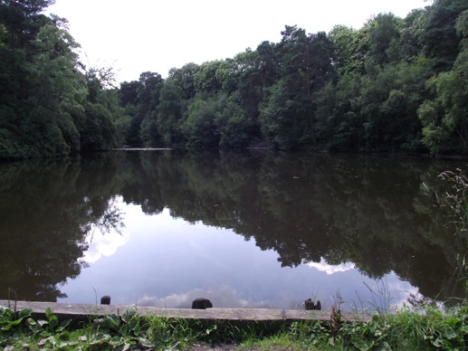 The Esher Commons - Fairmile Common - Woodland Trust