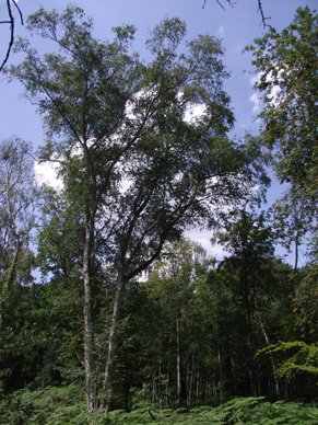 The Esher Commons - Fairmile Common - Woodland Trust