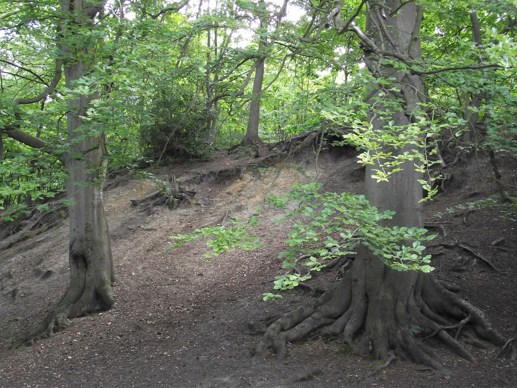 The Esher Commons - Fairmile Common - Woodland Trust