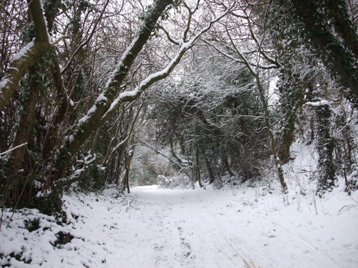 Barrow Hill Local Nature Reserve - Woodland Trust