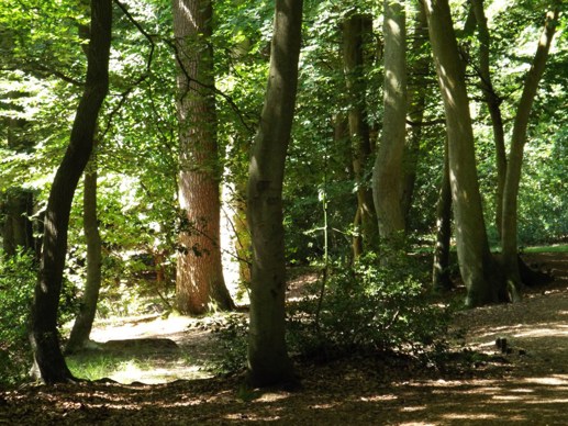 Burnham Beeches - Woodland Trust