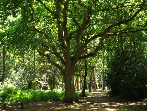 Burnham Beeches - Woodland Trust