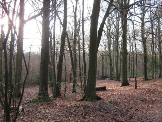 Burnham Beeches - Woodland Trust