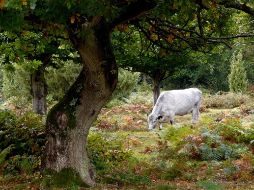 Burnham Beeches - Woodland Trust