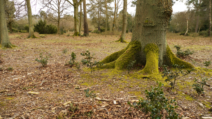 Burnham Beeches - Woodland Trust