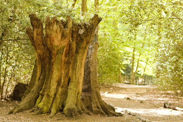 Burnham Beeches - Woodland Trust