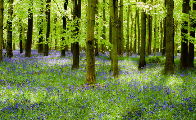Ashridge Estate - Crawley Wood - Woodland Trust