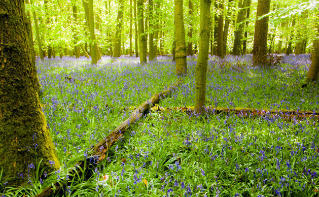 Ashridge Estate - Crawley Wood - Woodland Trust