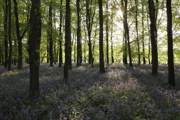 Ashridge Estate - Dockey Wood - Woodland Trust