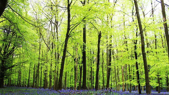 Ashridge Estate - Dockey Wood - Woodland Trust