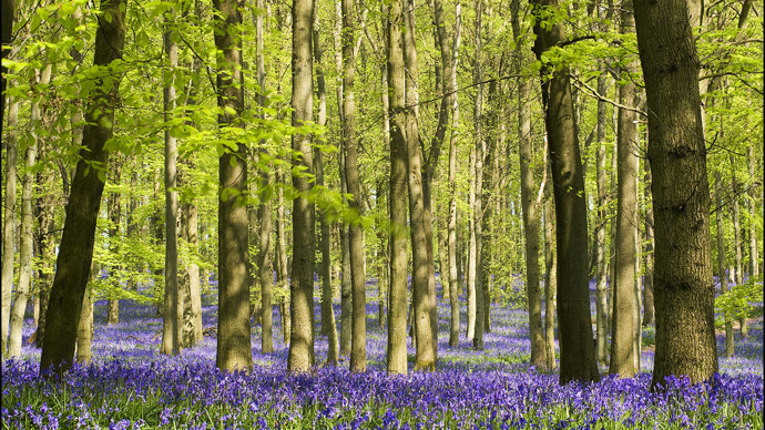 Ashridge Estate - Dockey Wood - Woodland Trust