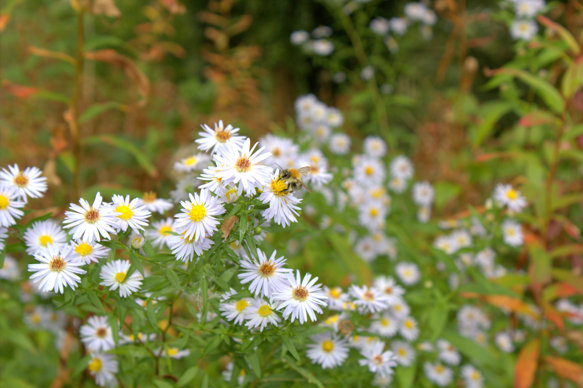 Foxley Wood - Woodland Trust