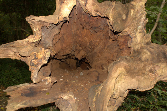 Foxley Wood - Woodland Trust