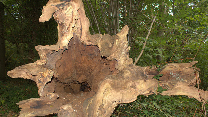 Foxley Wood - Woodland Trust