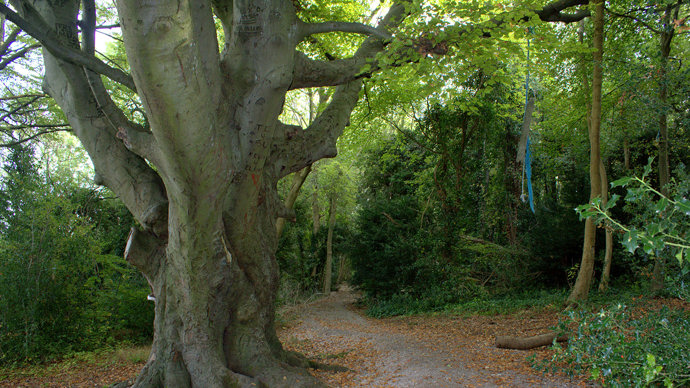 Foxley Wood - Woodland Trust