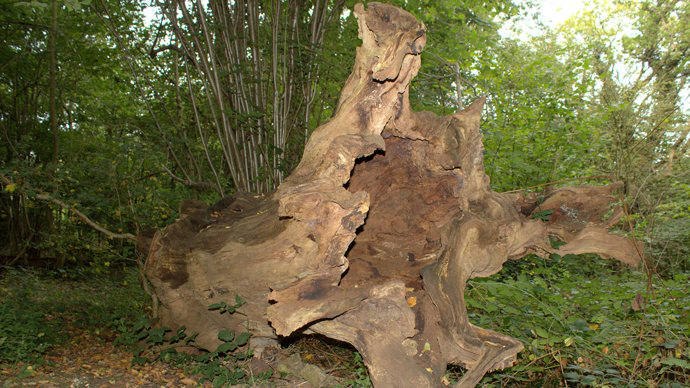 Foxley Wood - Woodland Trust