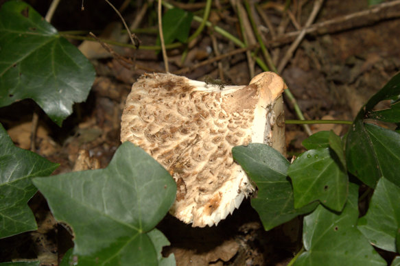 Foxley Wood - Woodland Trust