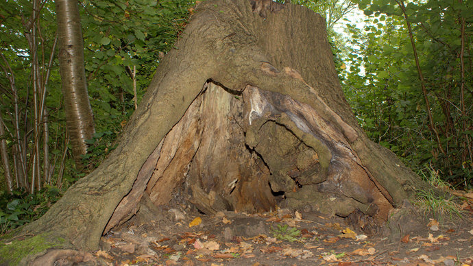 Foxley Wood - Woodland Trust