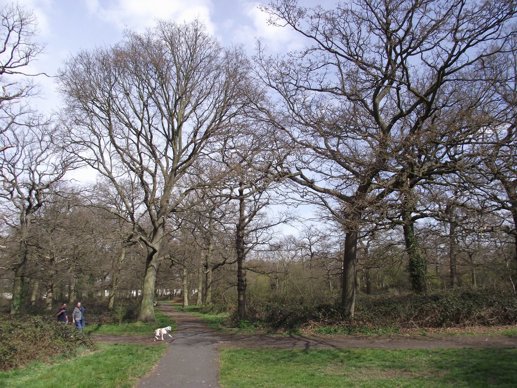 Long Lane Wood - Woodland Trust