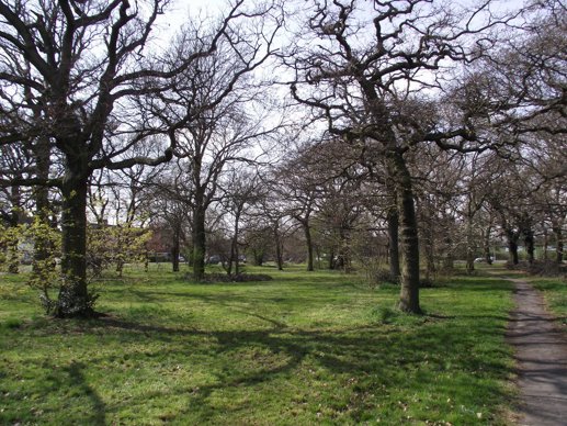 Long Lane Wood - Woodland Trust