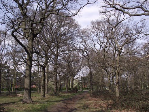 Long Lane Wood - Woodland Trust