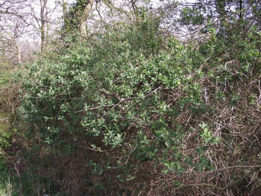Long Lane Wood - Woodland Trust