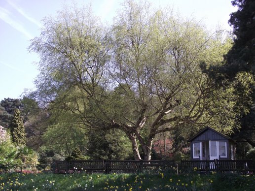 Coombe Wood - Woodland Trust