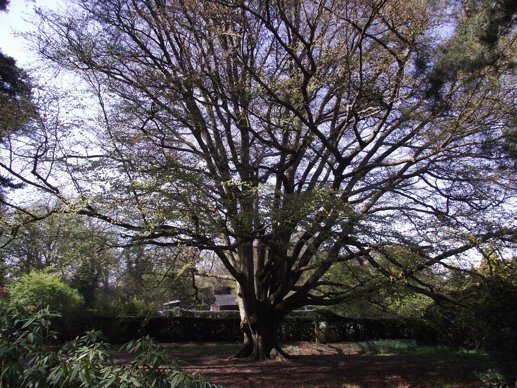 Coombe Wood - Woodland Trust