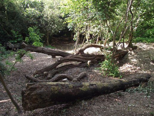 Croydon Woodlands - Woodland Trust