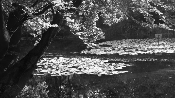 Chobham Common - Woodland Trust