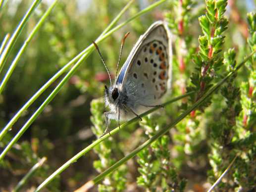 Chobham Common - Woodland Trust
