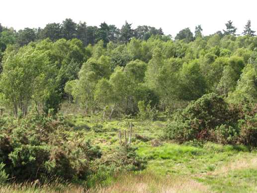 Chobham Common - Woodland Trust