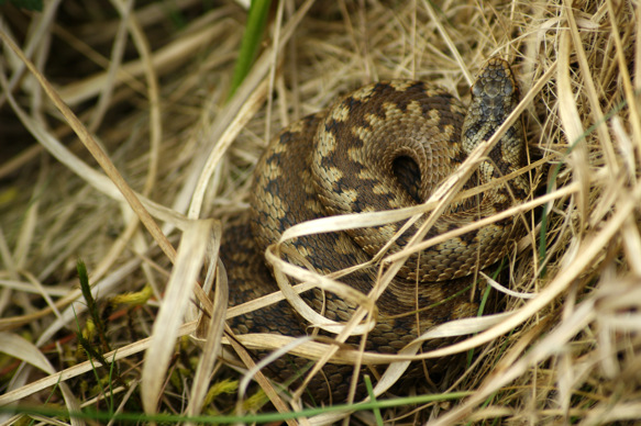 Chobham Common - Woodland Trust