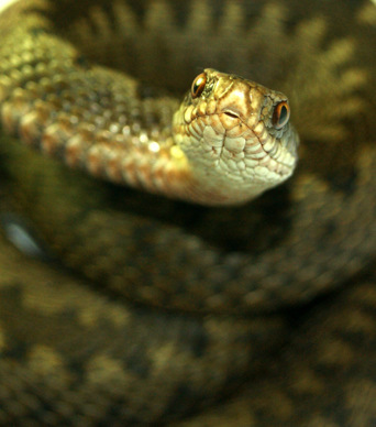 Chobham Common - Woodland Trust