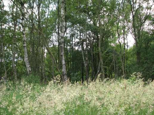 Chobham Common - Woodland Trust
