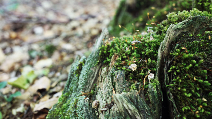 Chobham Common - Woodland Trust