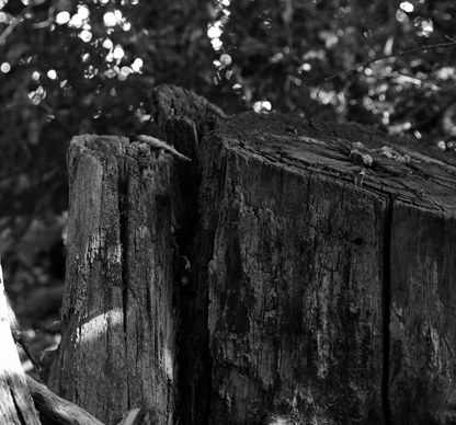 Chobham Common - Woodland Trust