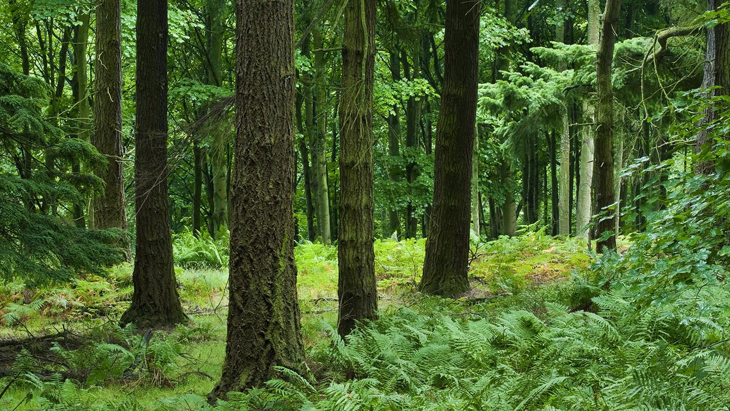 Moncreiffe Hill - Visiting Woods - Woodland Trust