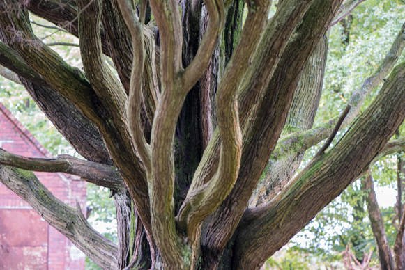 Overtoun Estate - Woodland Trust