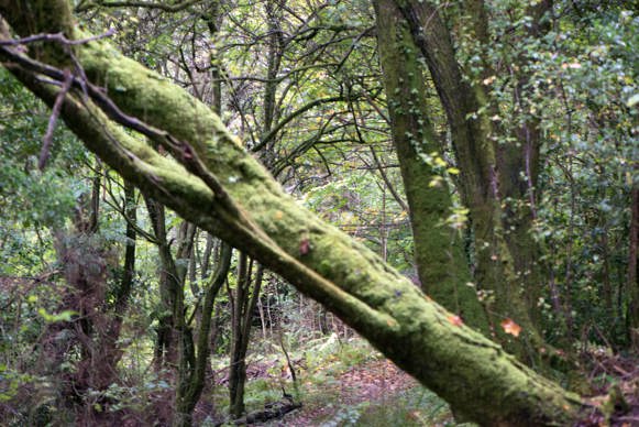 Overtoun Estate - Woodland Trust