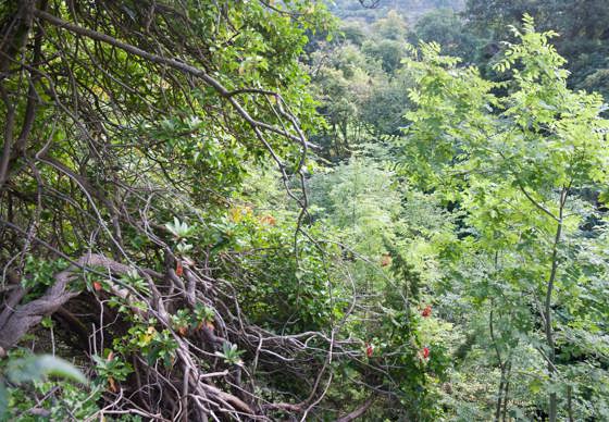 Overtoun Estate - Woodland Trust