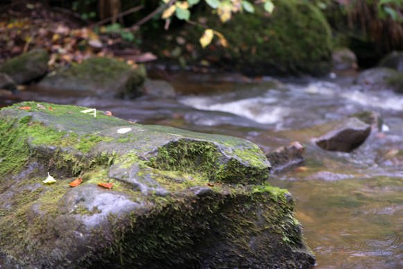 Overtoun Estate - Woodland Trust