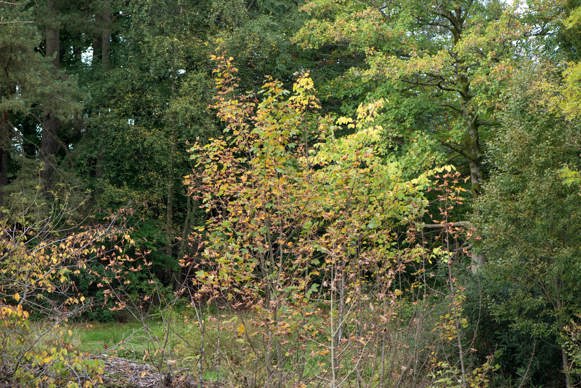 Overtoun Estate - Woodland Trust