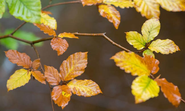 Overtoun Estate - Woodland Trust