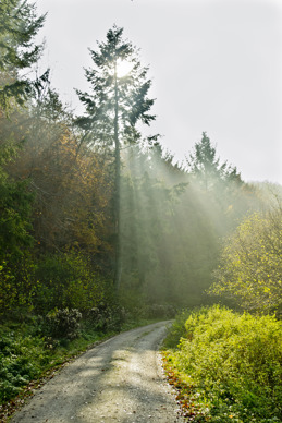 Ashmore Wood - Woodland Trust