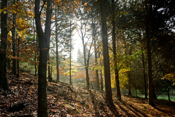 Ashmore Wood - Woodland Trust