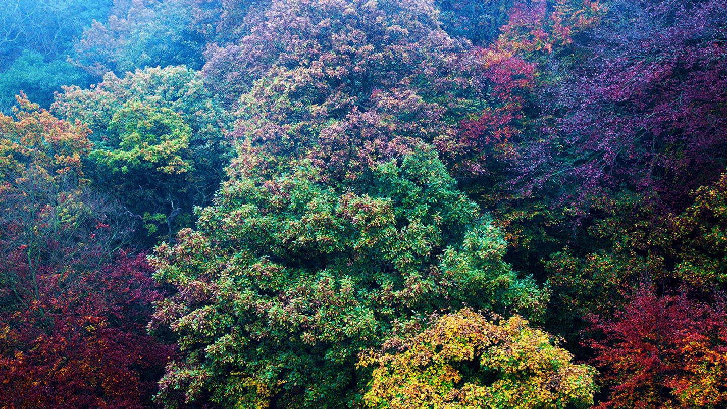 Nidd Gorge - Visiting Woods - Woodland Trust