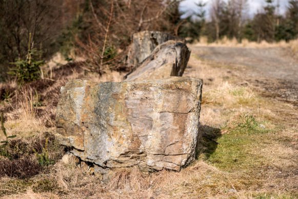 Bore Wood - Woodland Trust