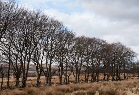 Bore Wood - Woodland Trust